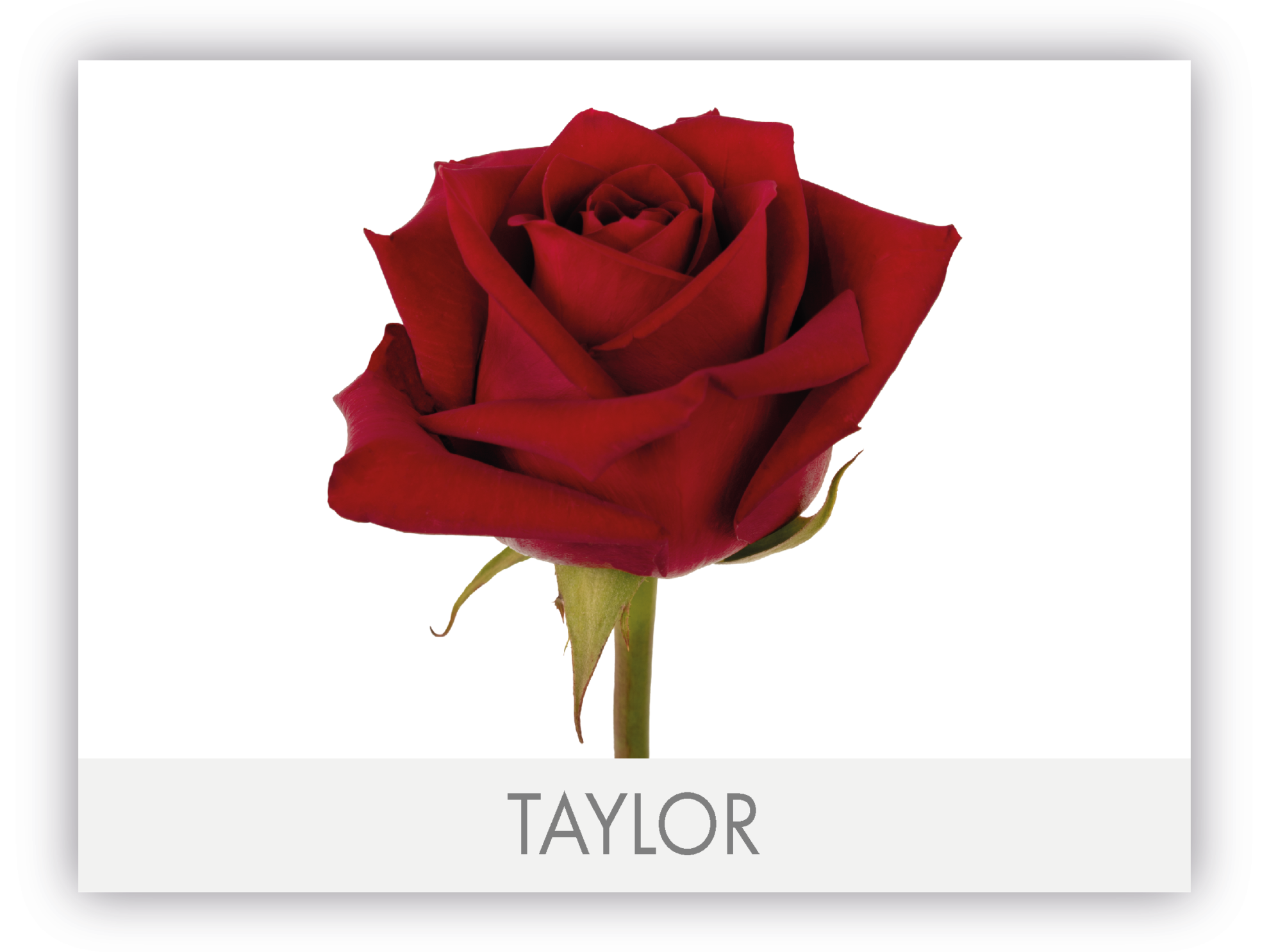 Colombian Roses – The Queen's Flowers