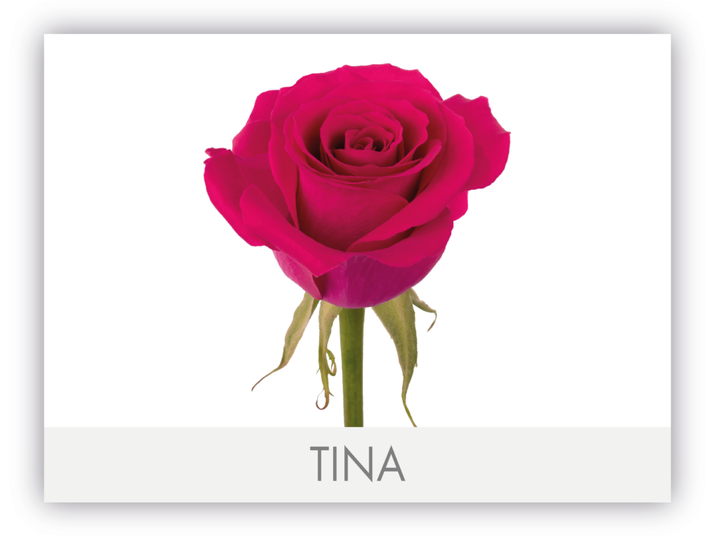 Colombian Roses – The Queen's Flowers