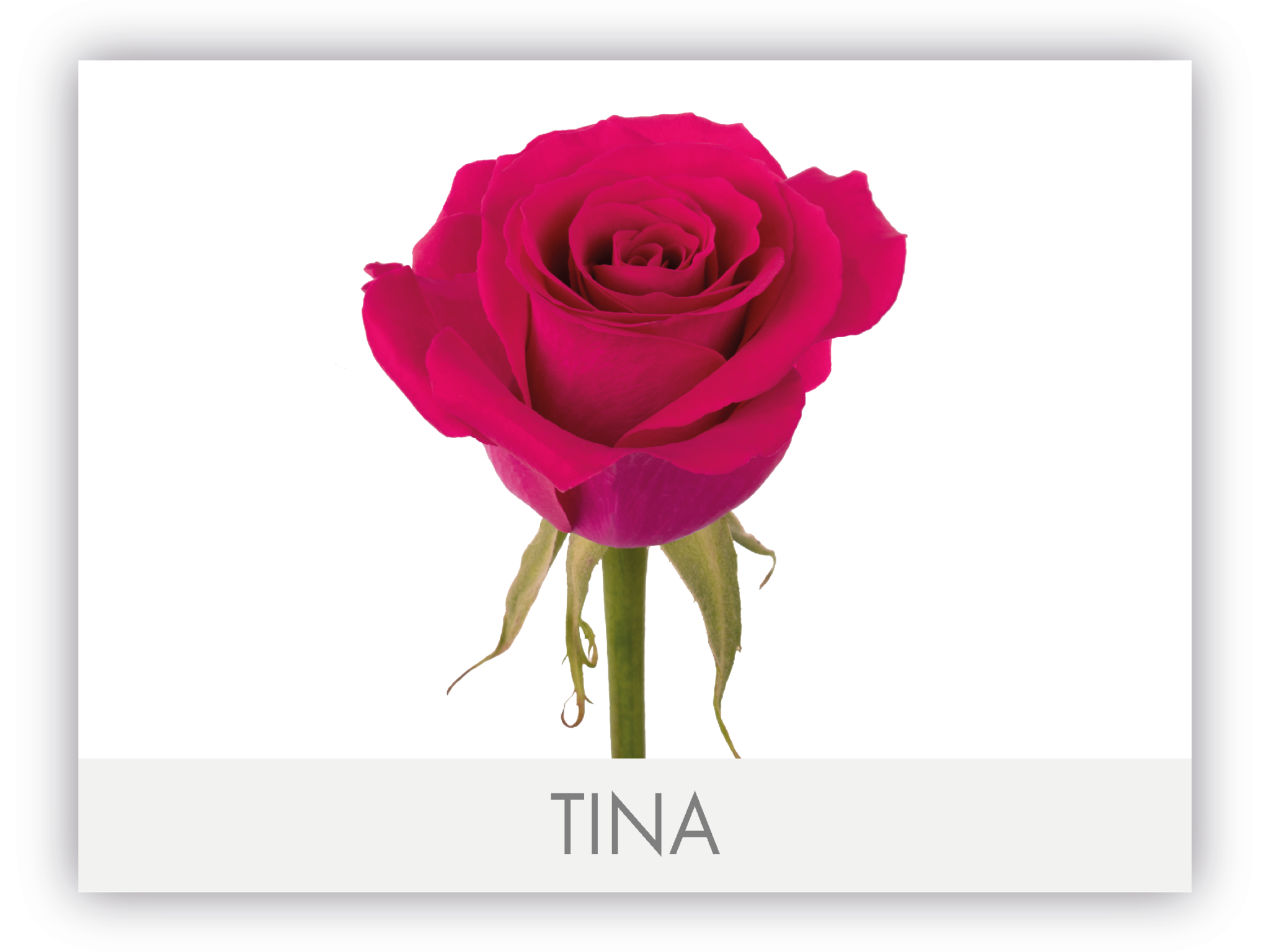 Colombian Roses – The Queen's Flowers