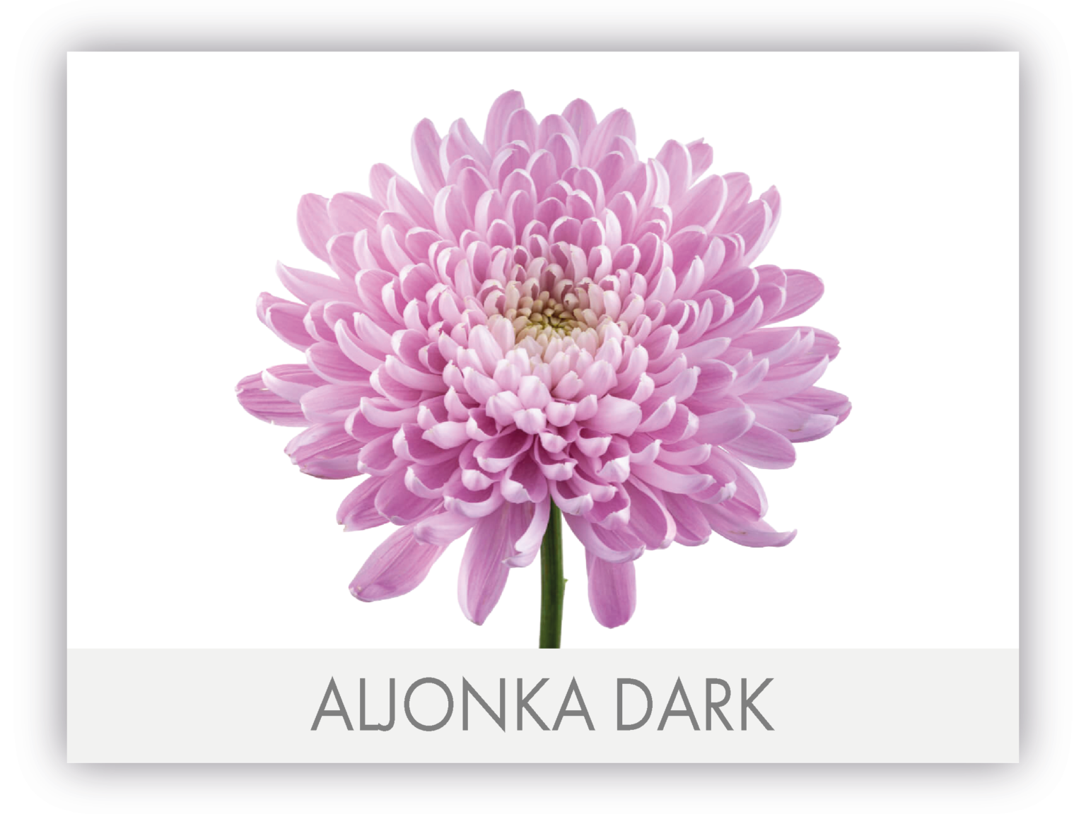 Cremons – The Queen's Flowers