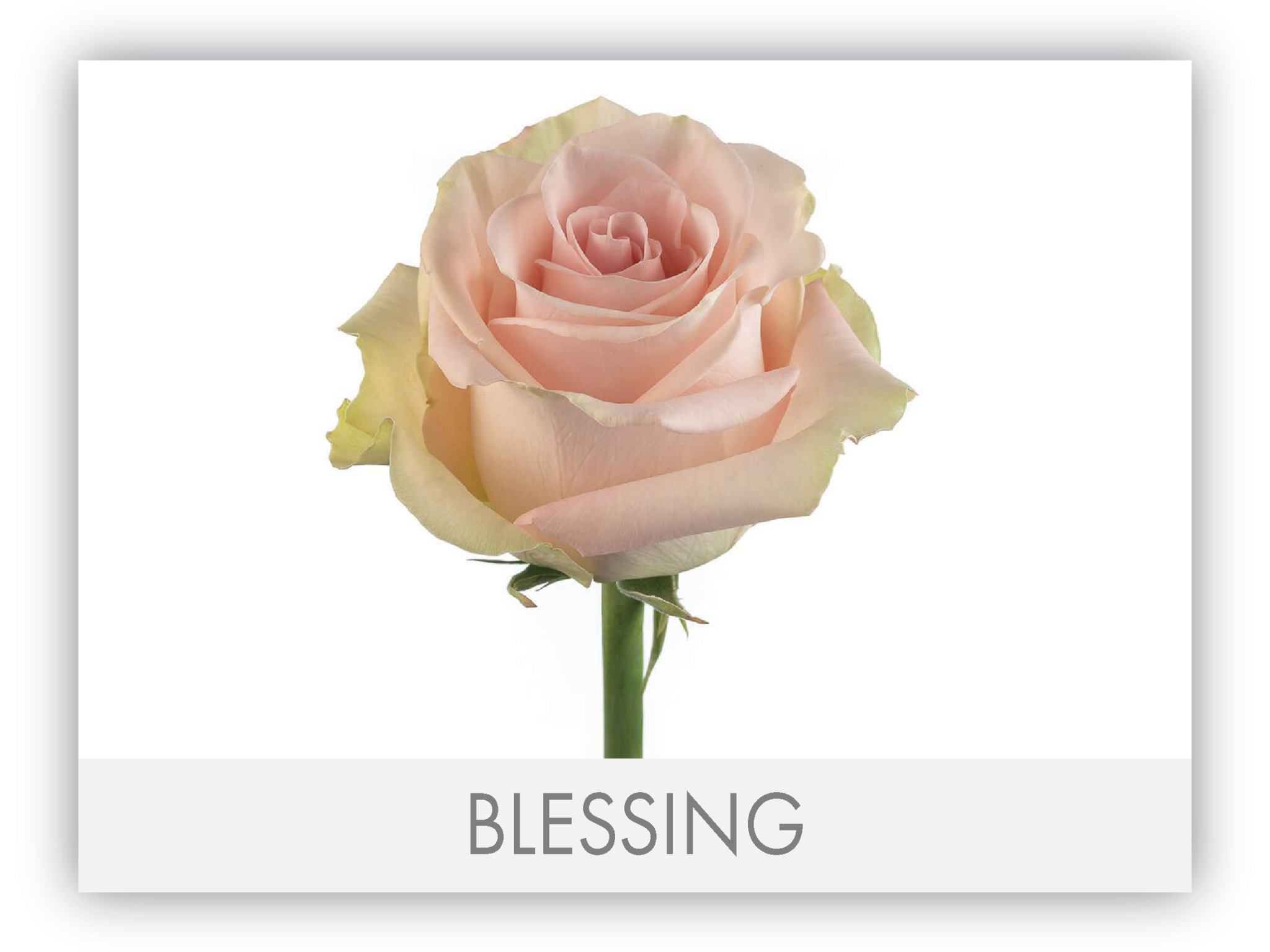 Colombian Roses – The Queen's Flowers