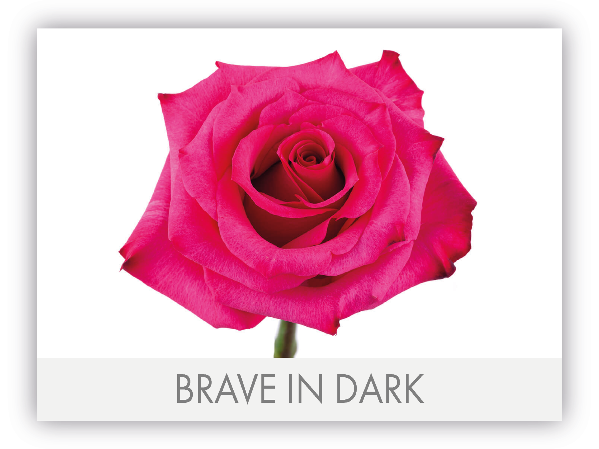 Colombian Roses – The Queen's Flowers