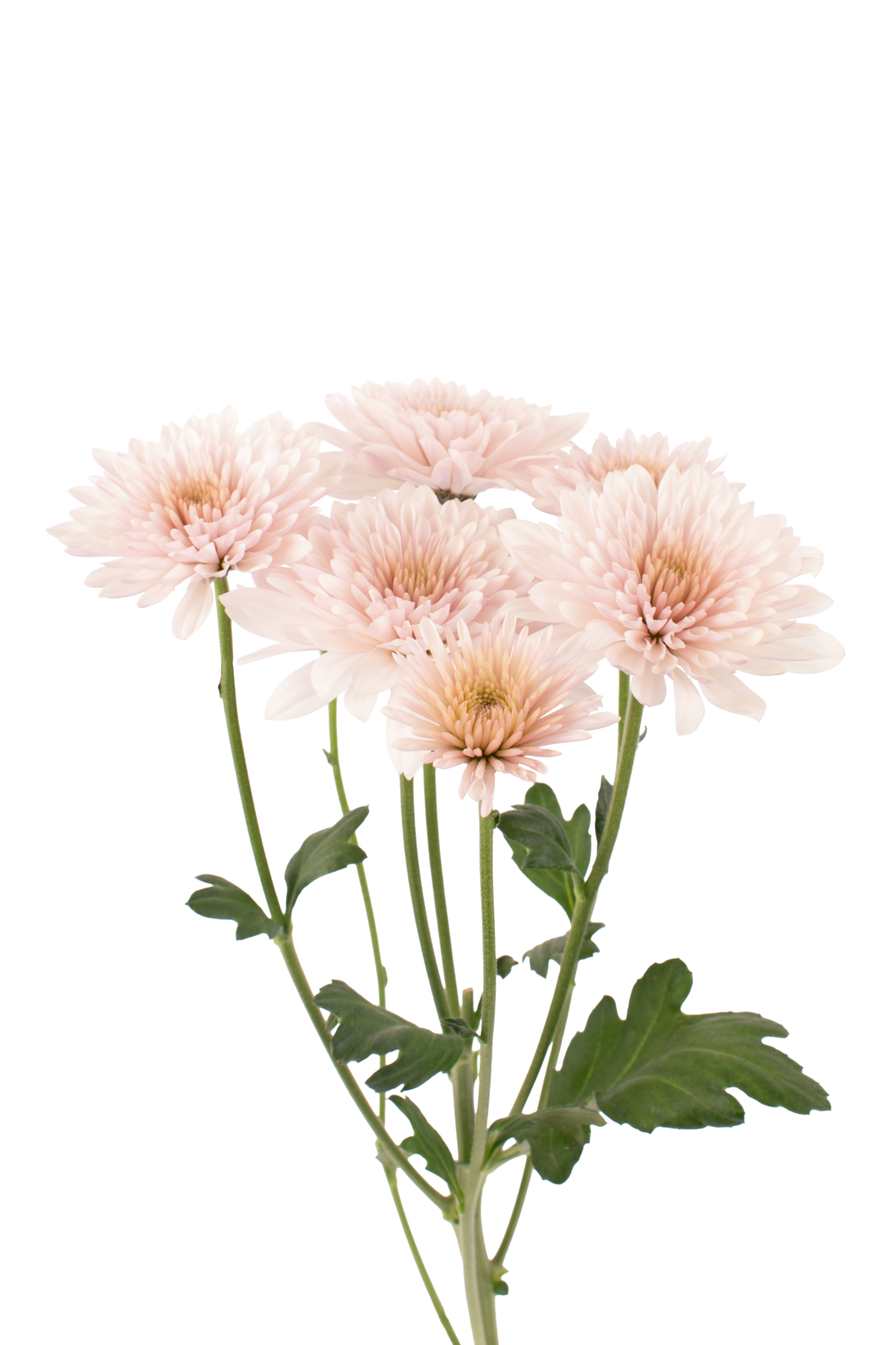 Pompon Verity – The Queen's Flowers