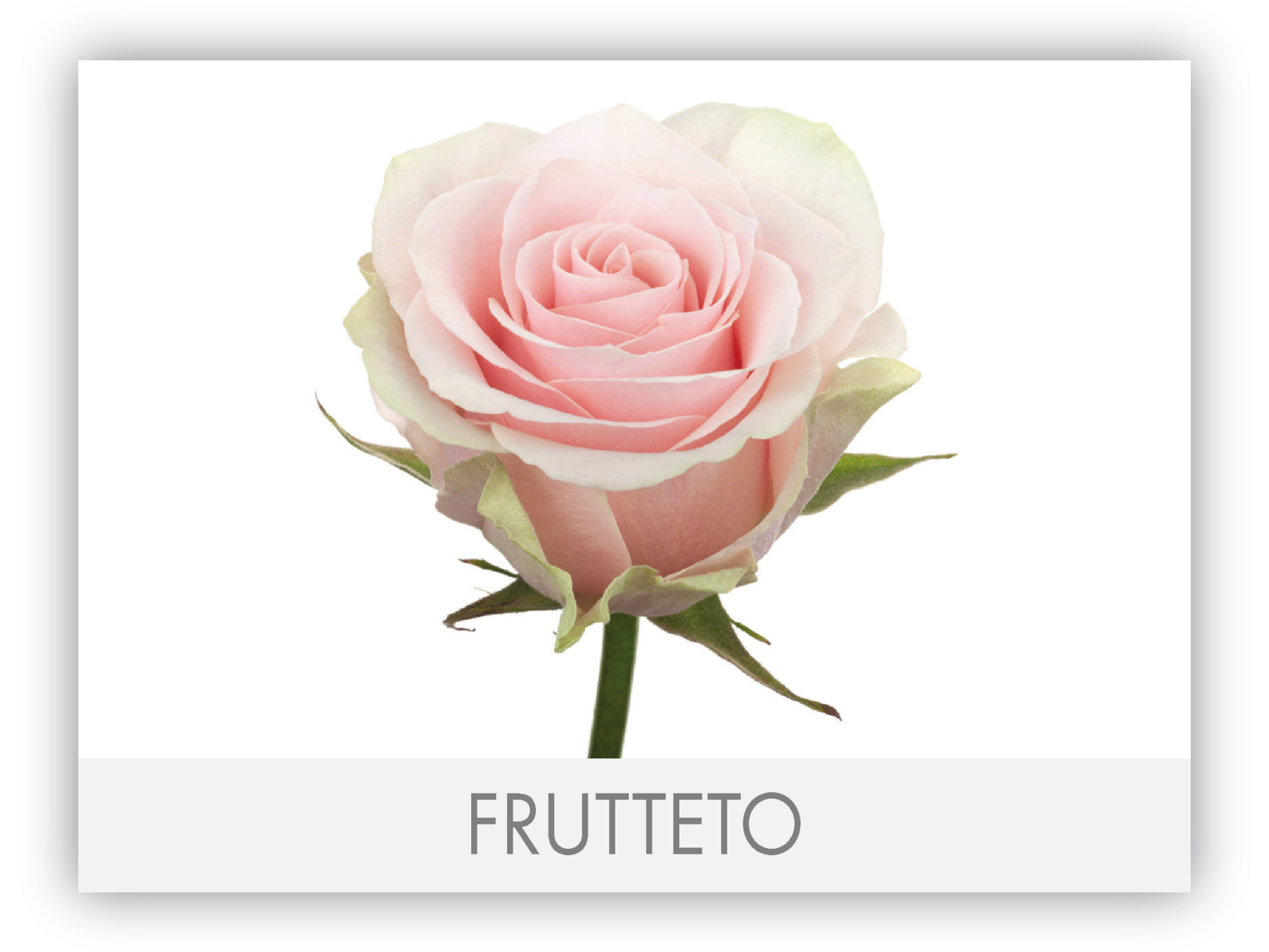 Colombian Roses – The Queen's Flowers