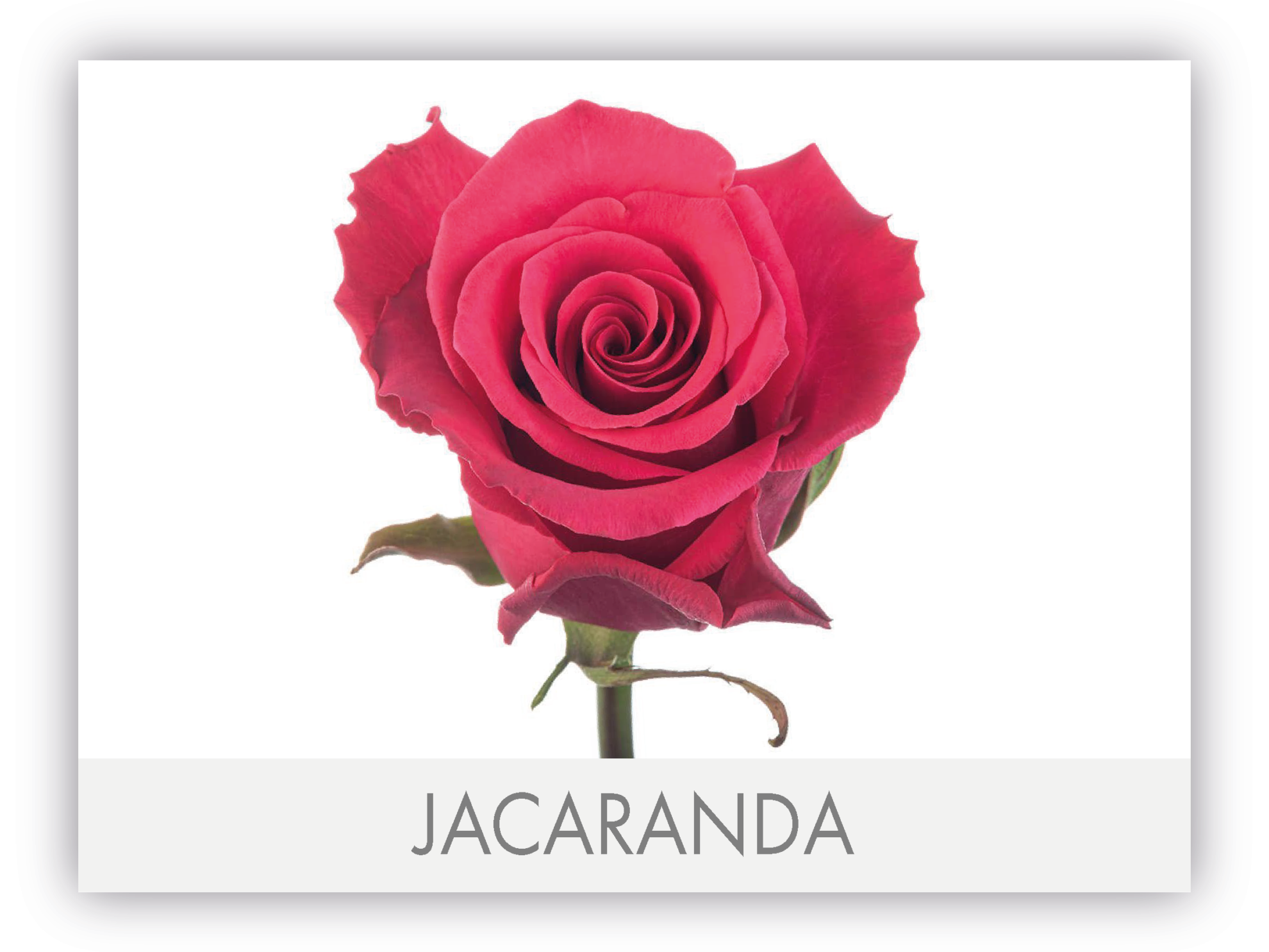Colombian Roses – The Queen's Flowers