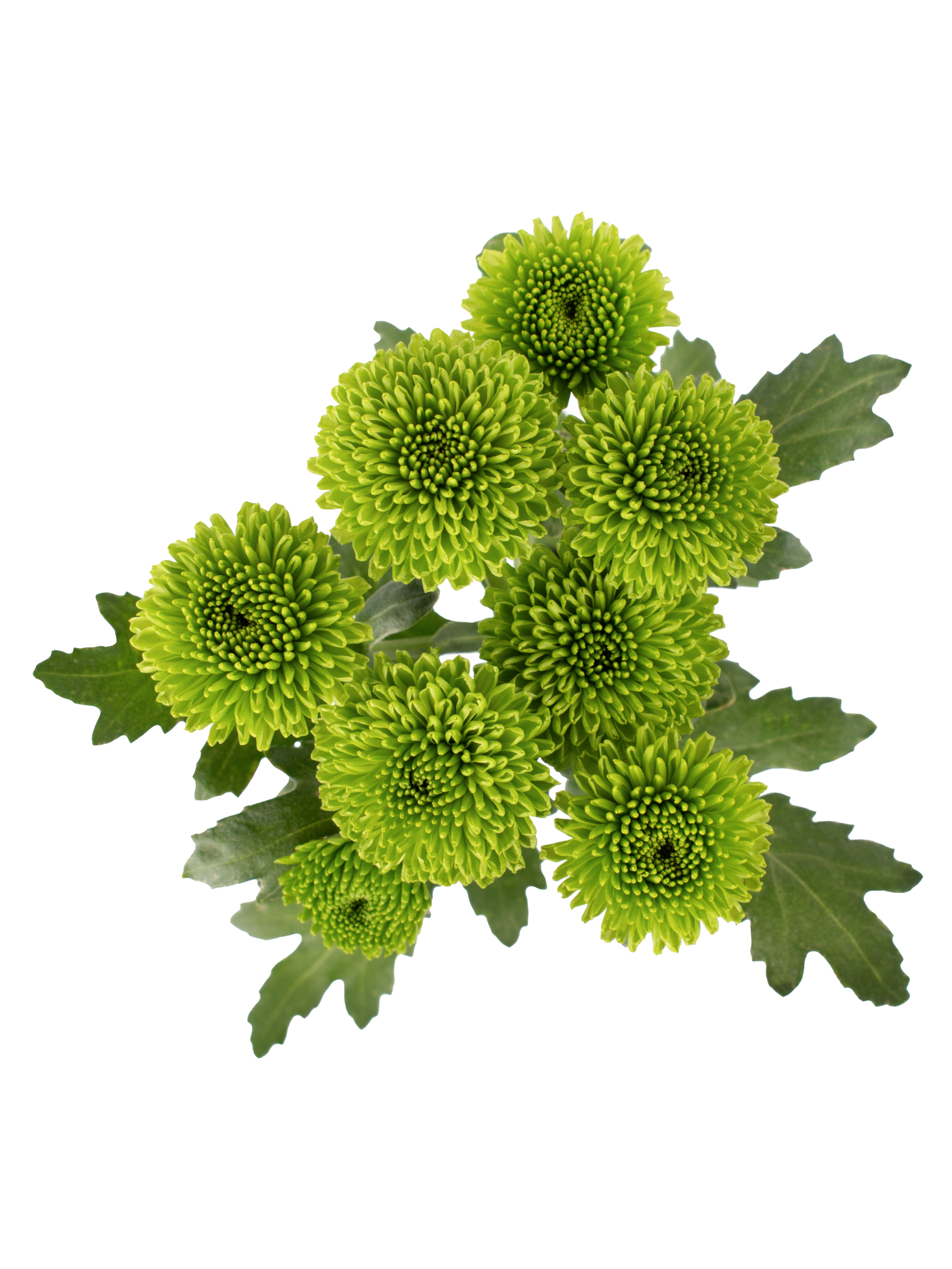 Pompon Chikorita – The Queen's Flowers