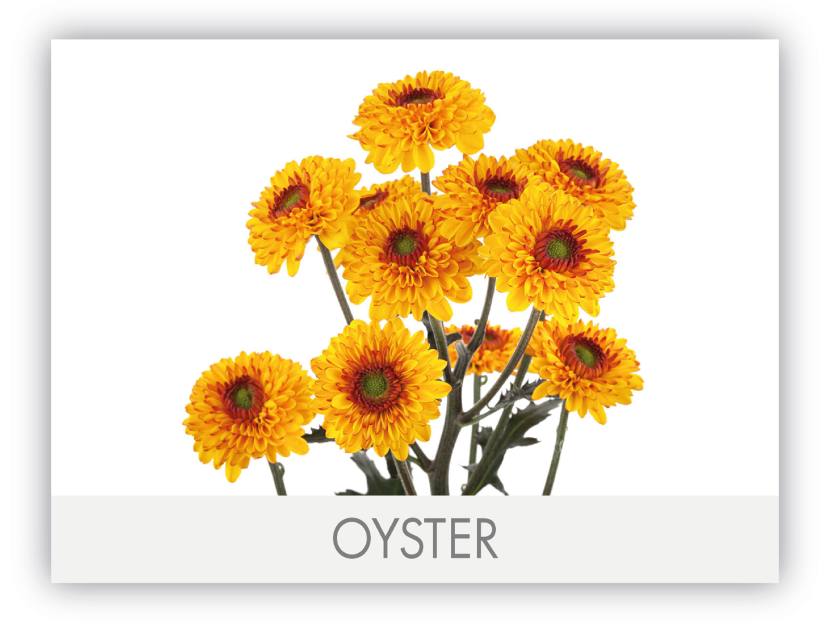 Pompon Novelty – The Queen's Flowers