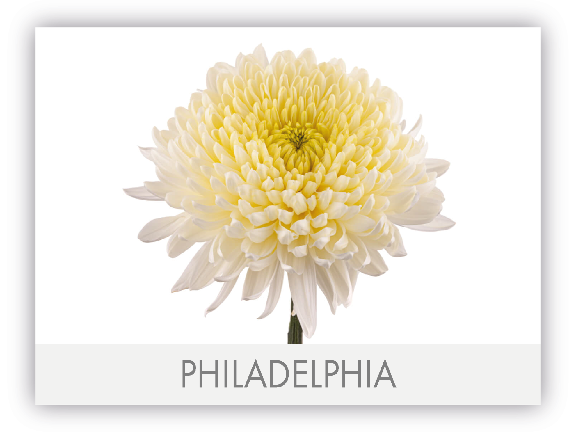 Cremons – The Queen's Flowers