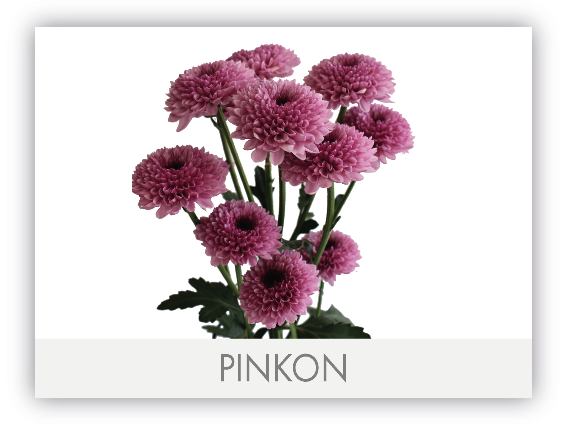 Pompon Novelty – The Queen's Flowers