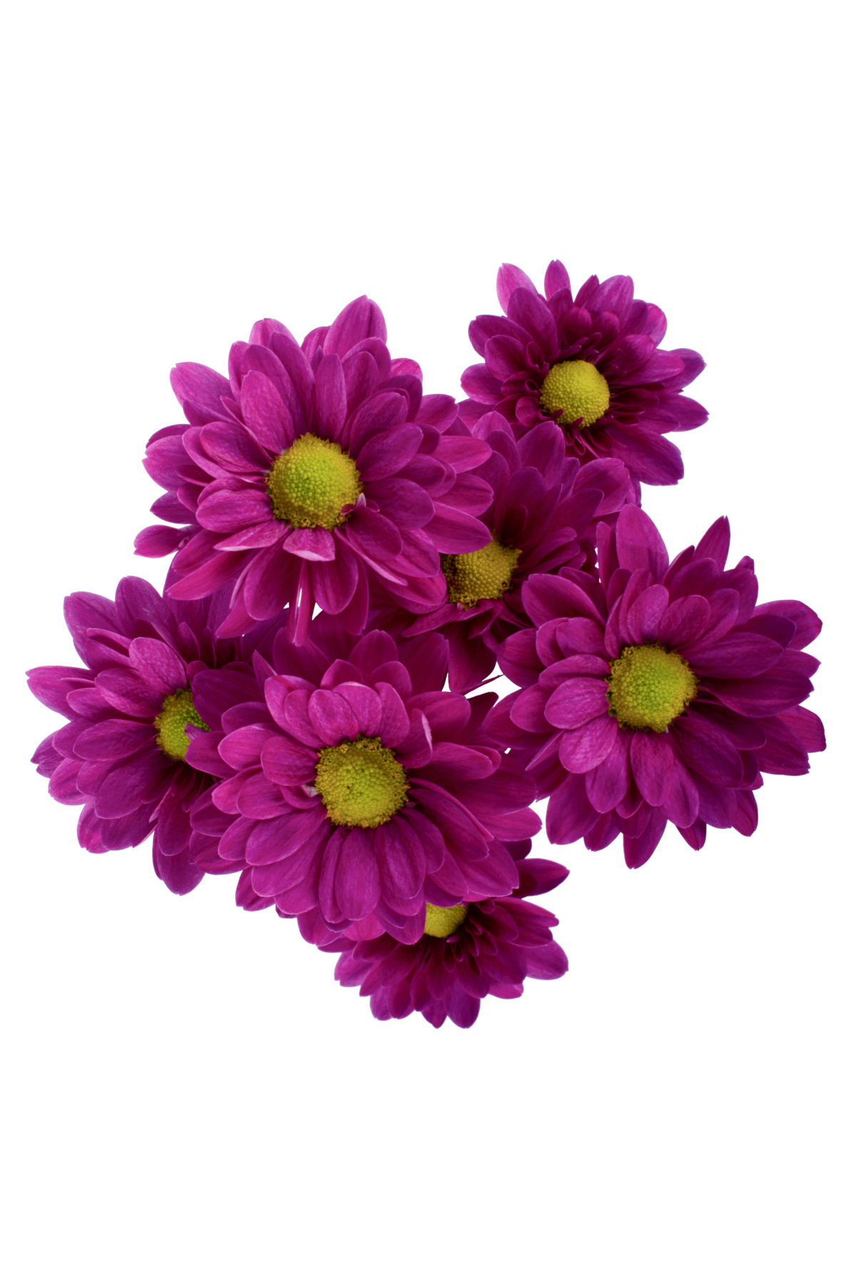 Pompon Vespa Splendid – The Queen's Flowers