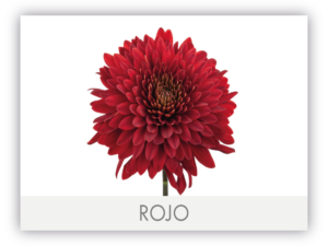 Cremons – The Queen's Flowers