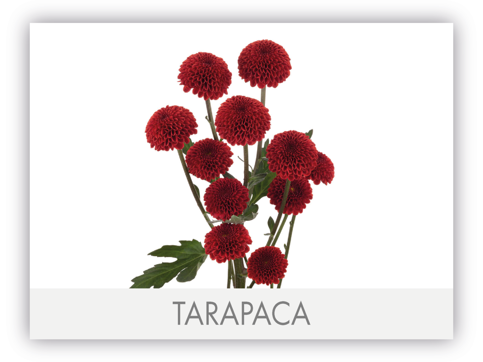 Pompon Novelty – The Queen's Flowers