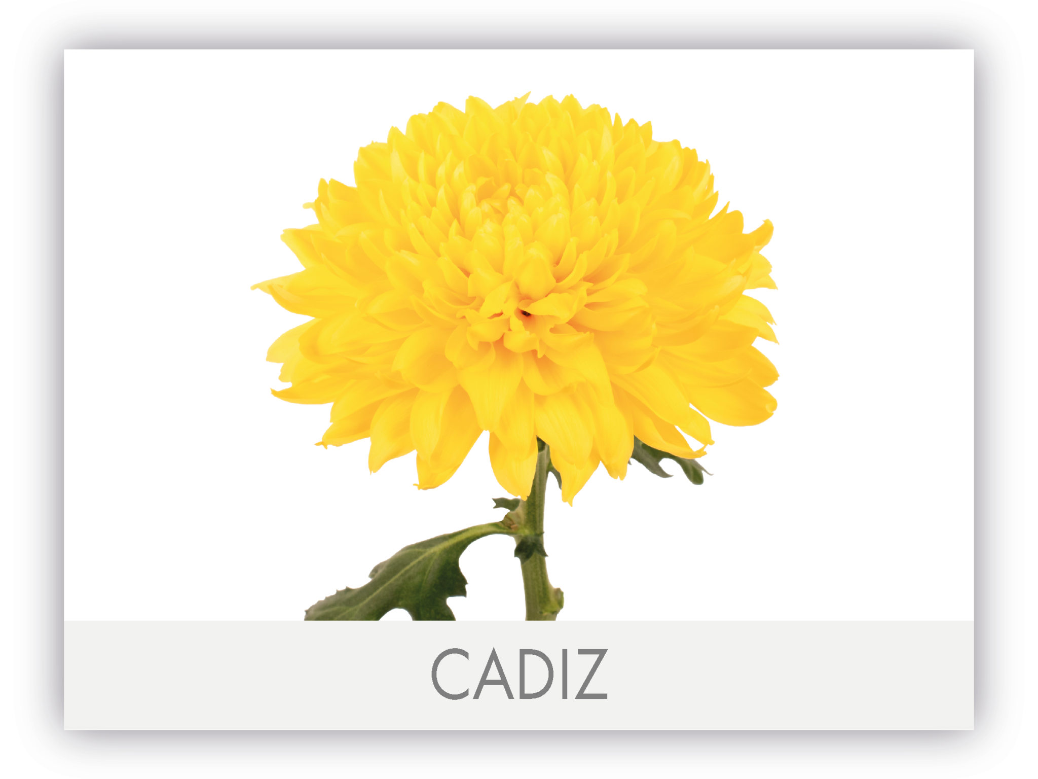 Cremons – The Queen's Flowers