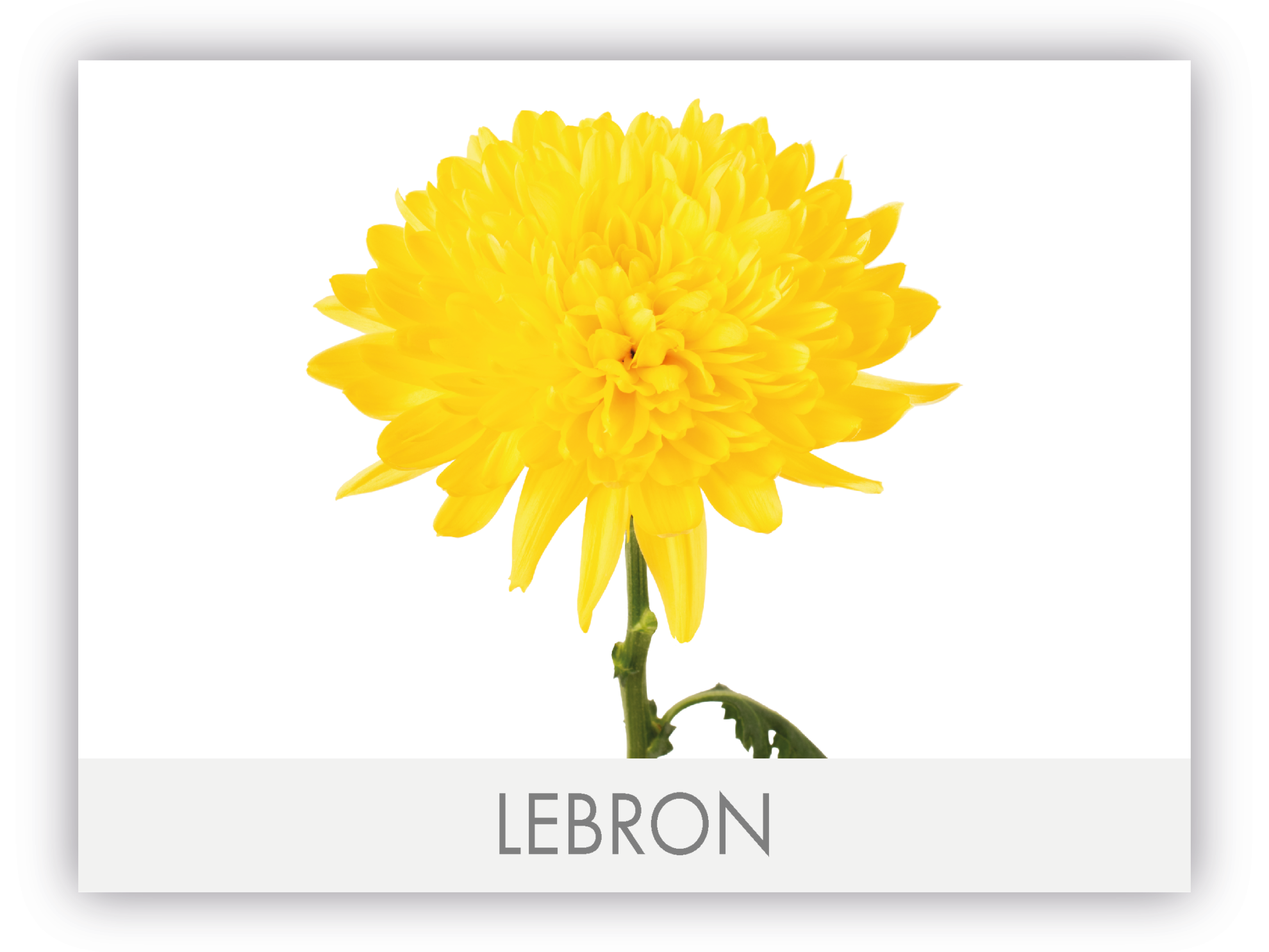 Cremons – The Queen's Flowers