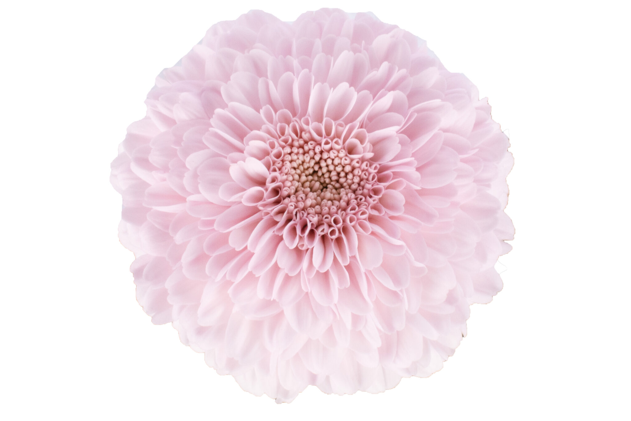 Mum Ball Softball – The Queen's Flowers