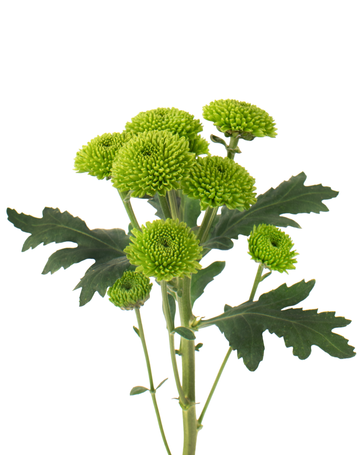Pompon Chikorita – The Queen's Flowers