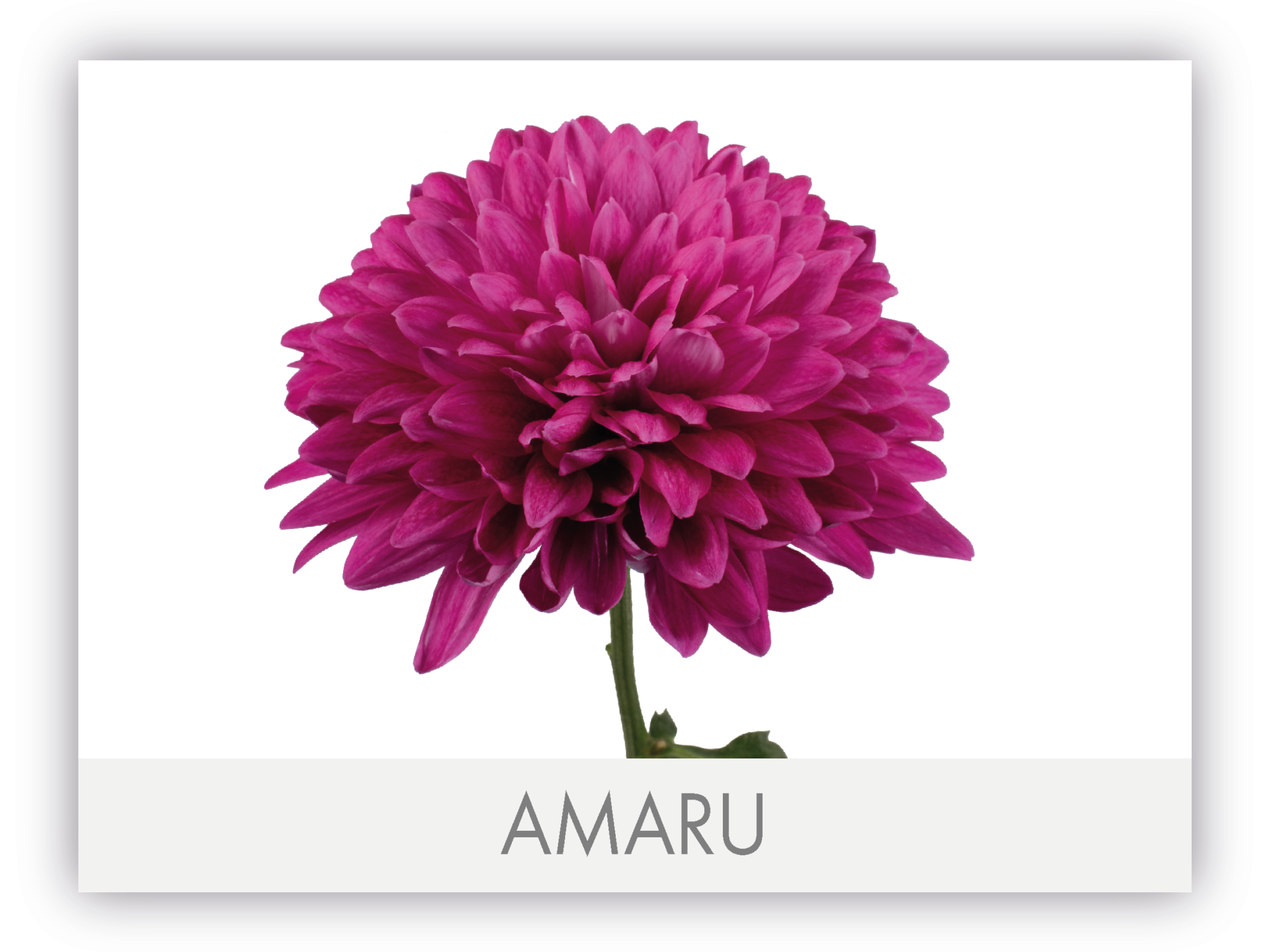 Cremons – The Queen's Flowers