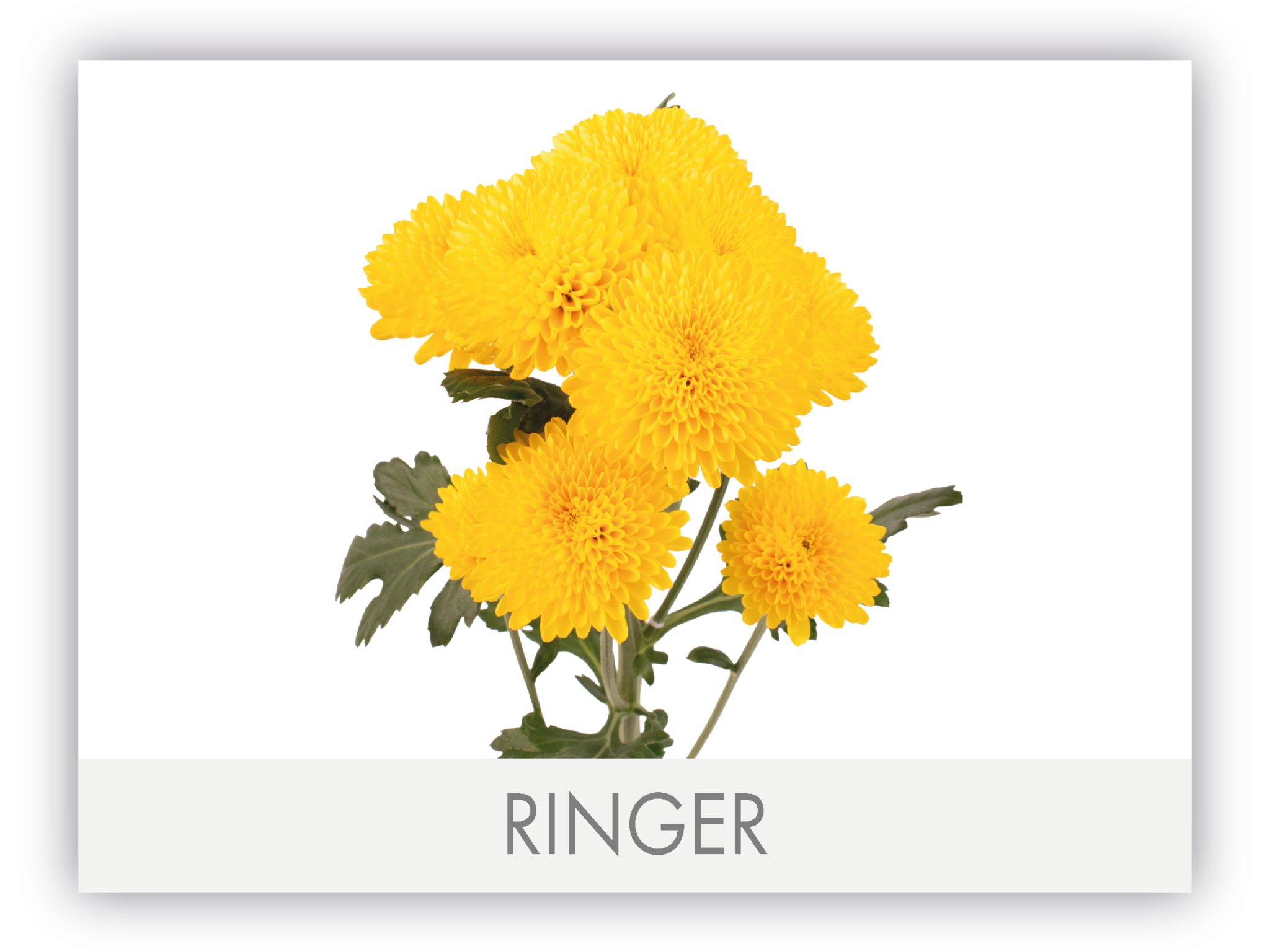 Pompon Novelty – The Queen's Flowers