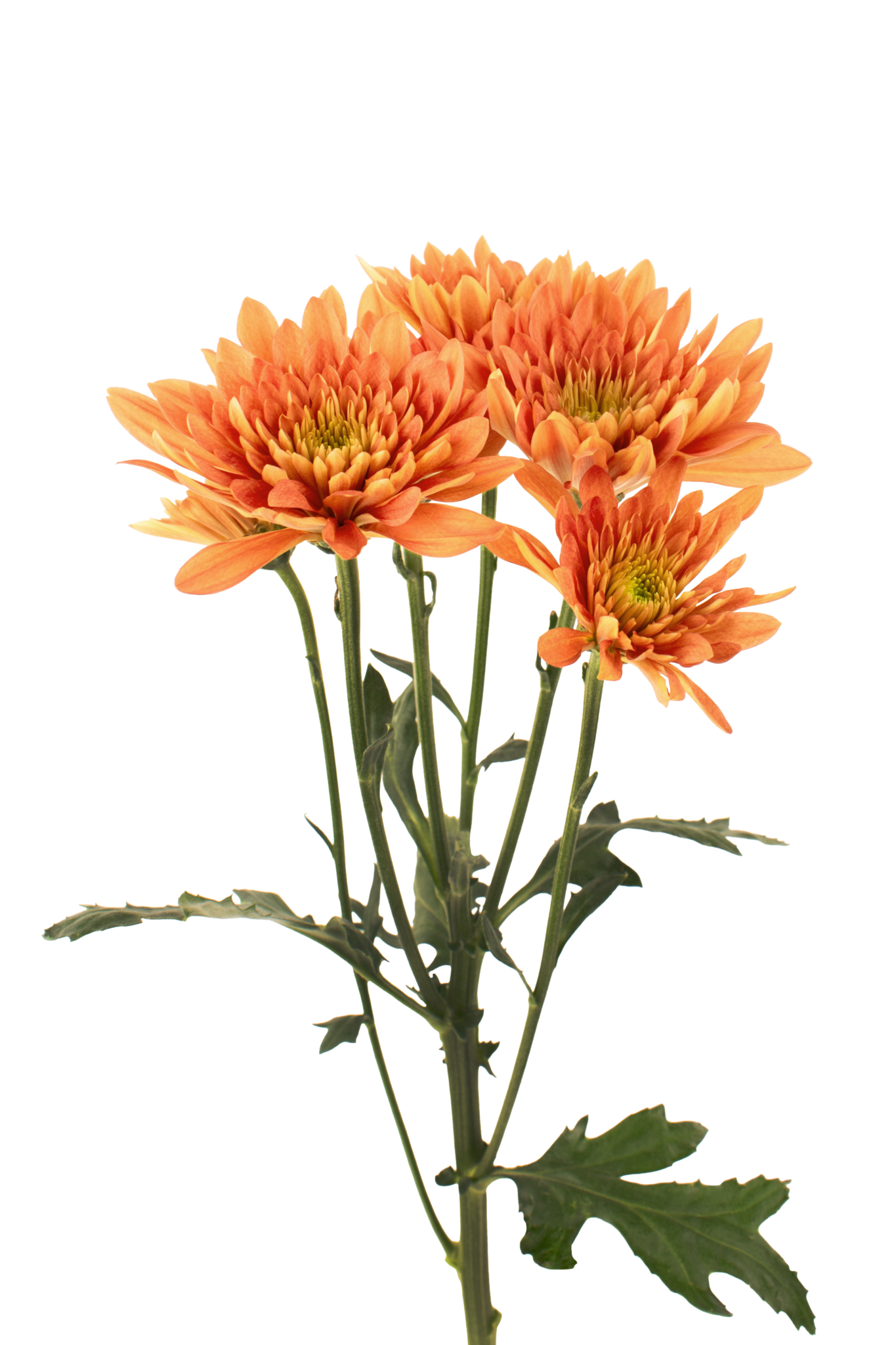 Pompon Grand Prestige – The Queen's Flowers