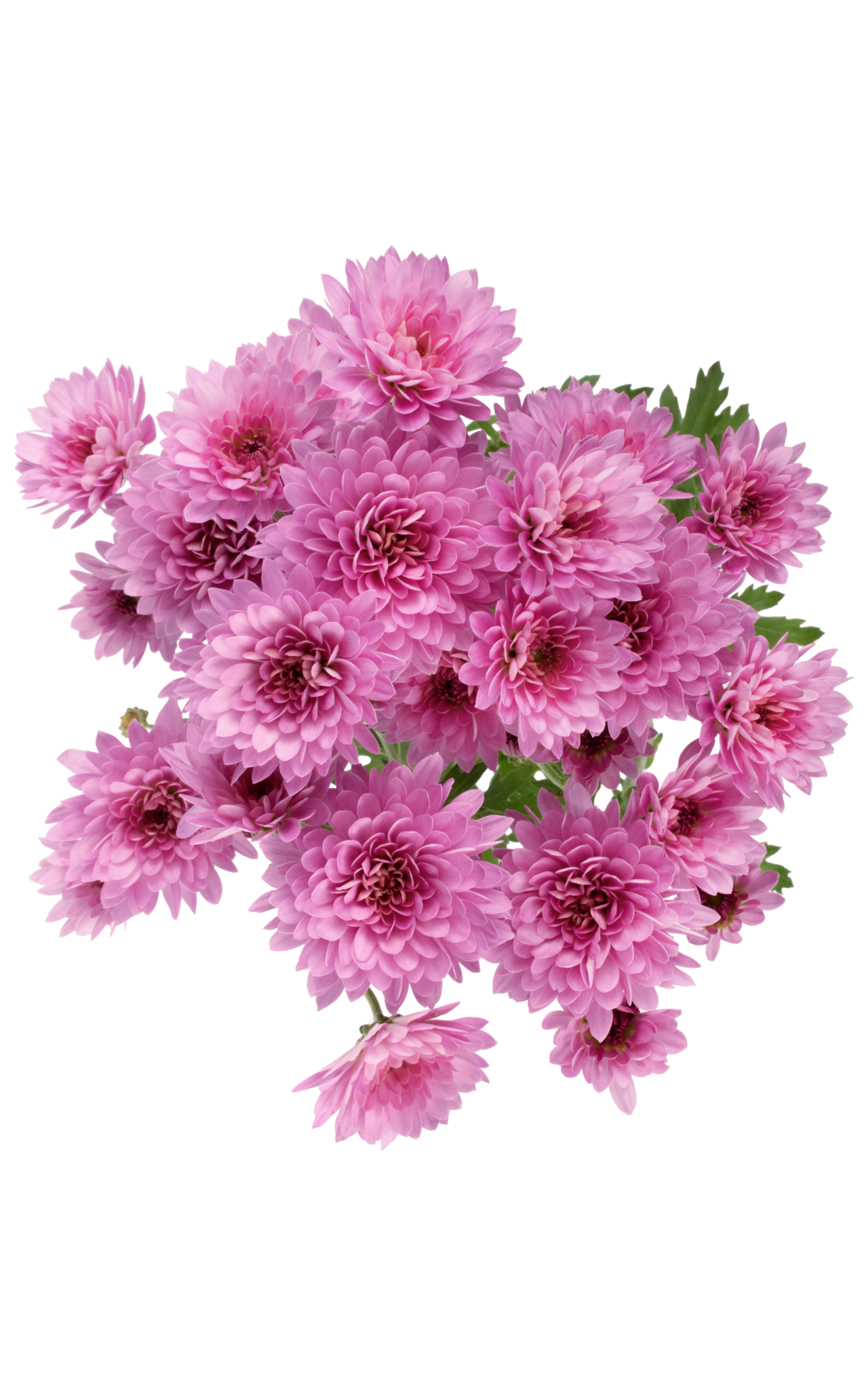 Micro Pompon Kami – The Queen's Flowers