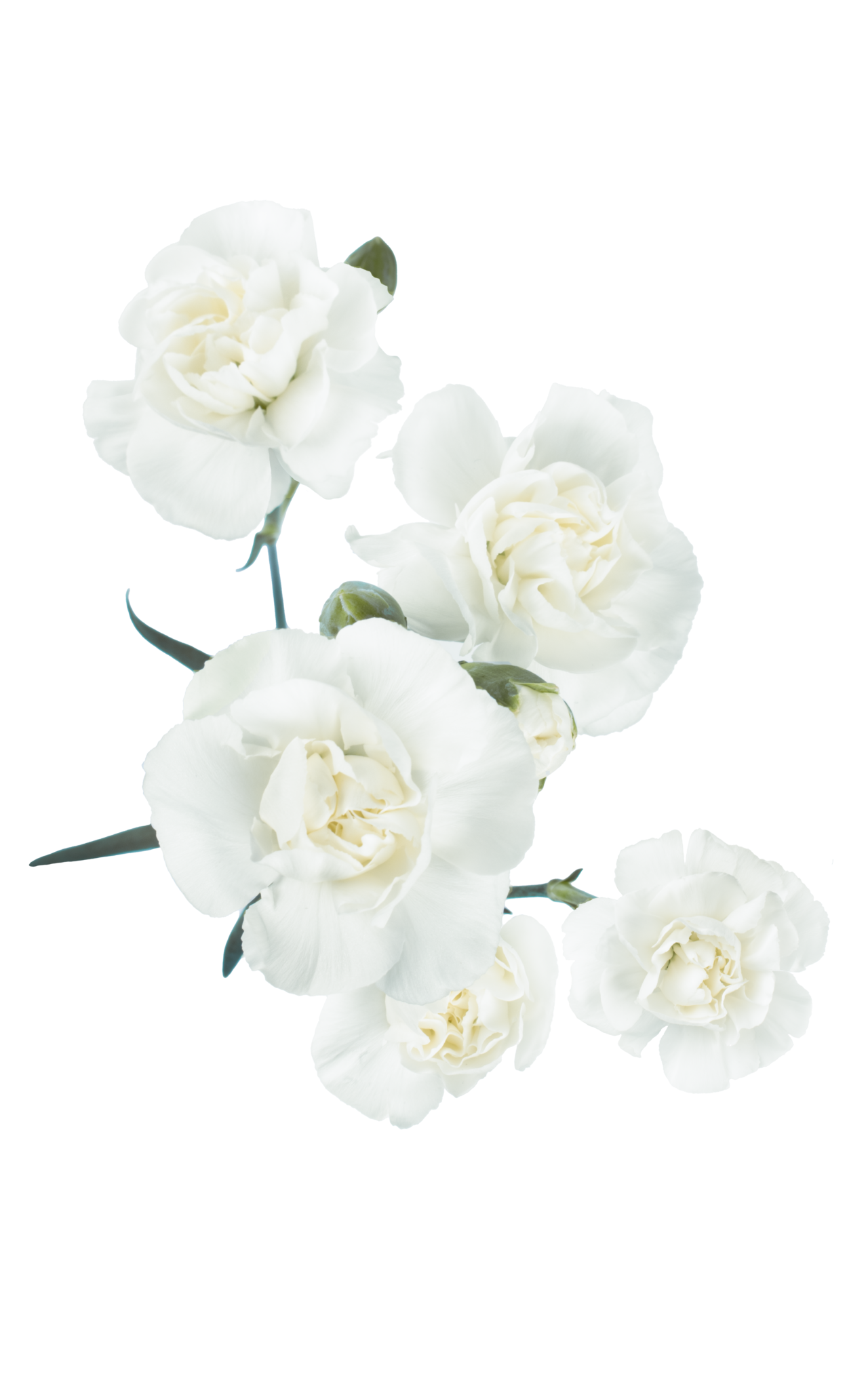 Mini Carnation Whisper – The Queen's Flowers