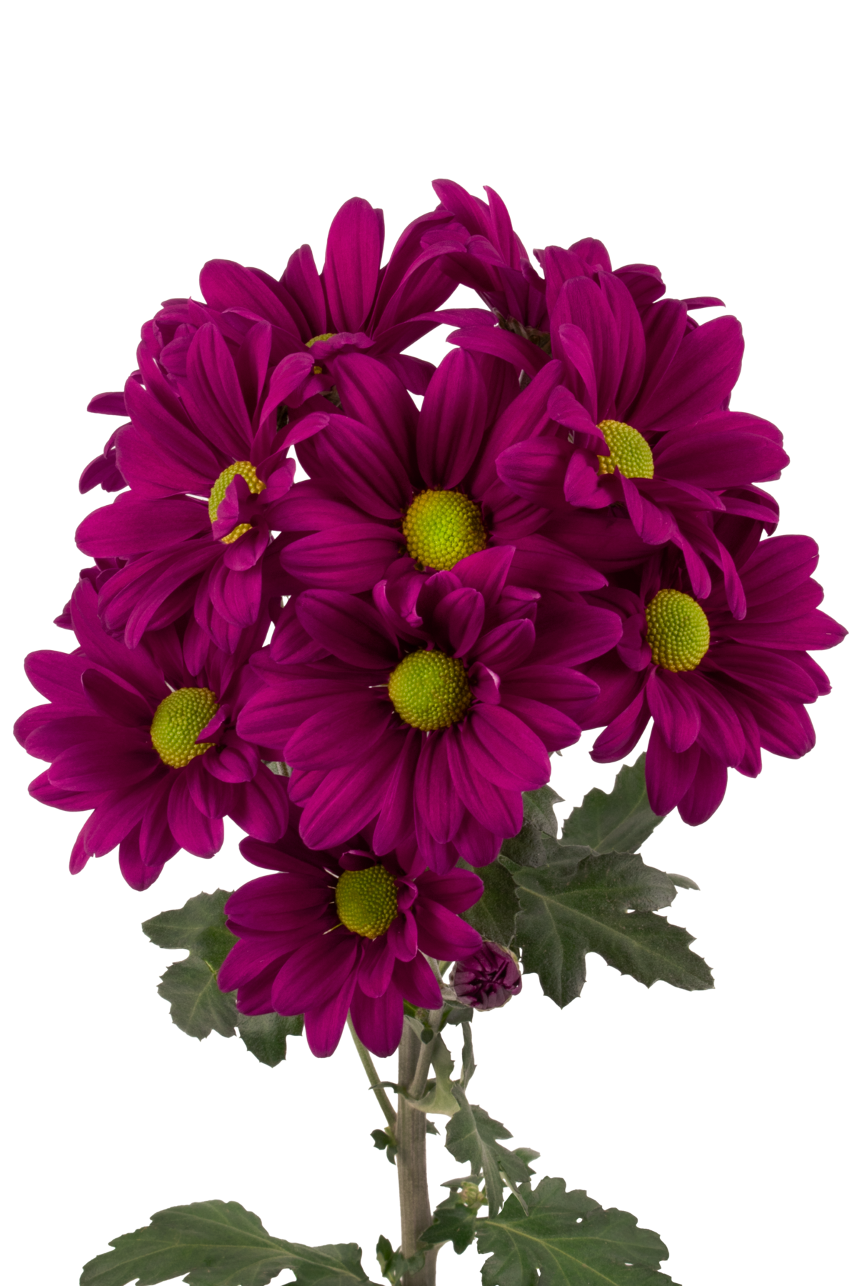 Pompon Amor Fancy – The Queen's Flowers