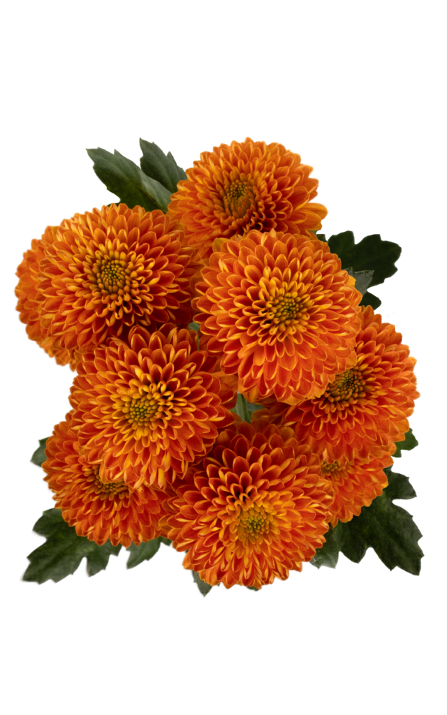 Pompon Woody – The Queen's Flowers