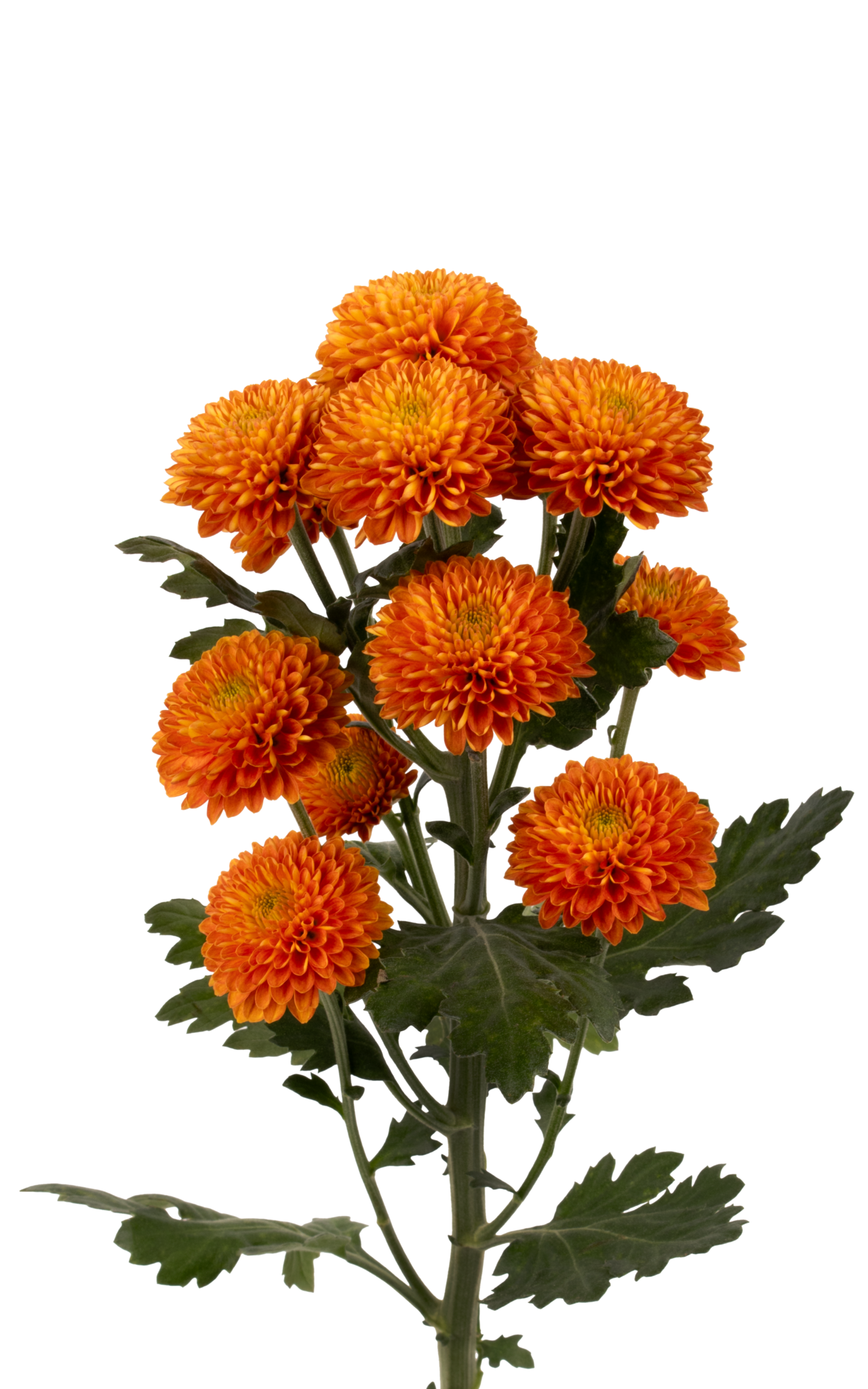 Pompon Woody – The Queen's Flowers