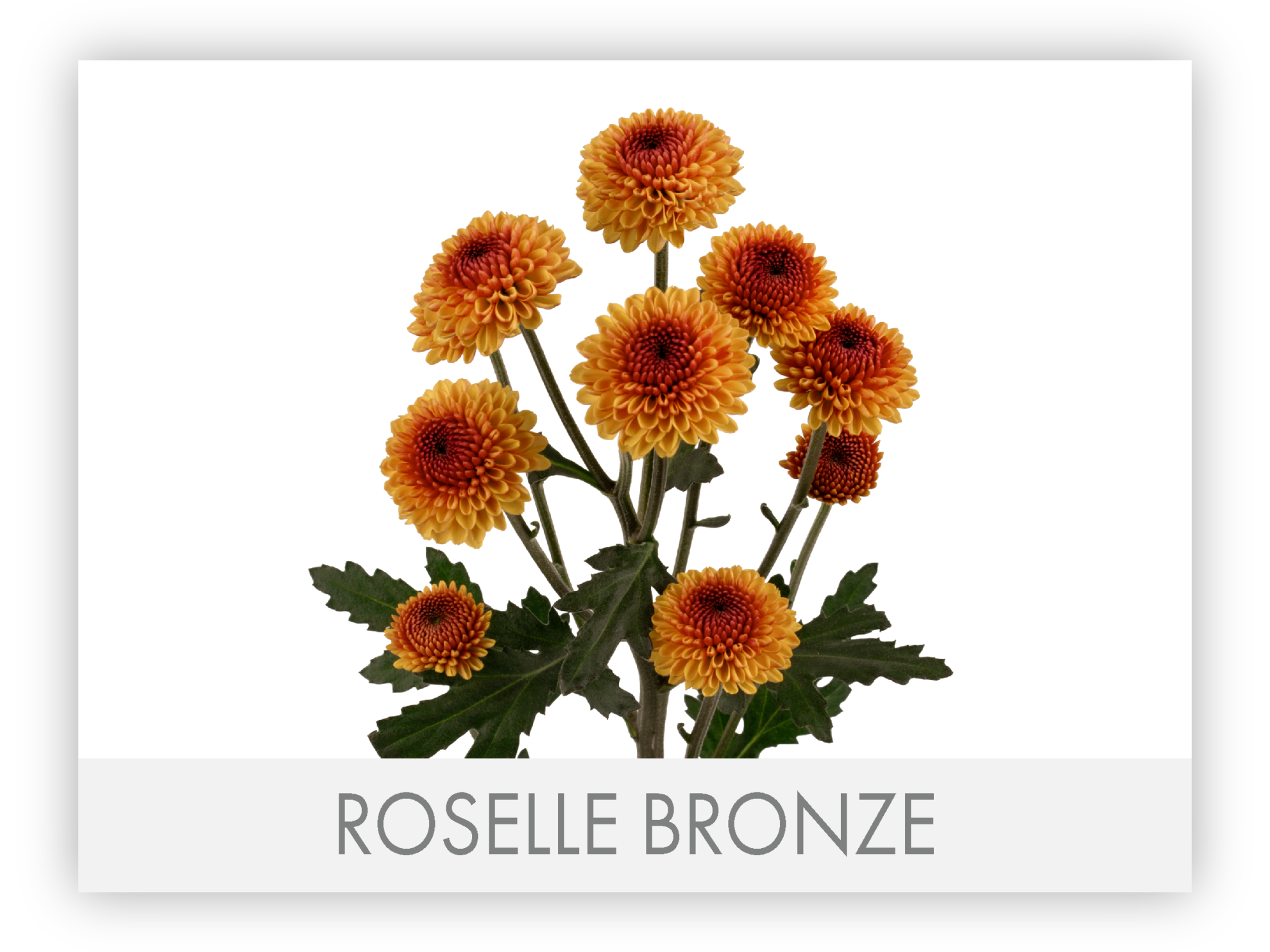 Pompon Novelty – The Queen's Flowers