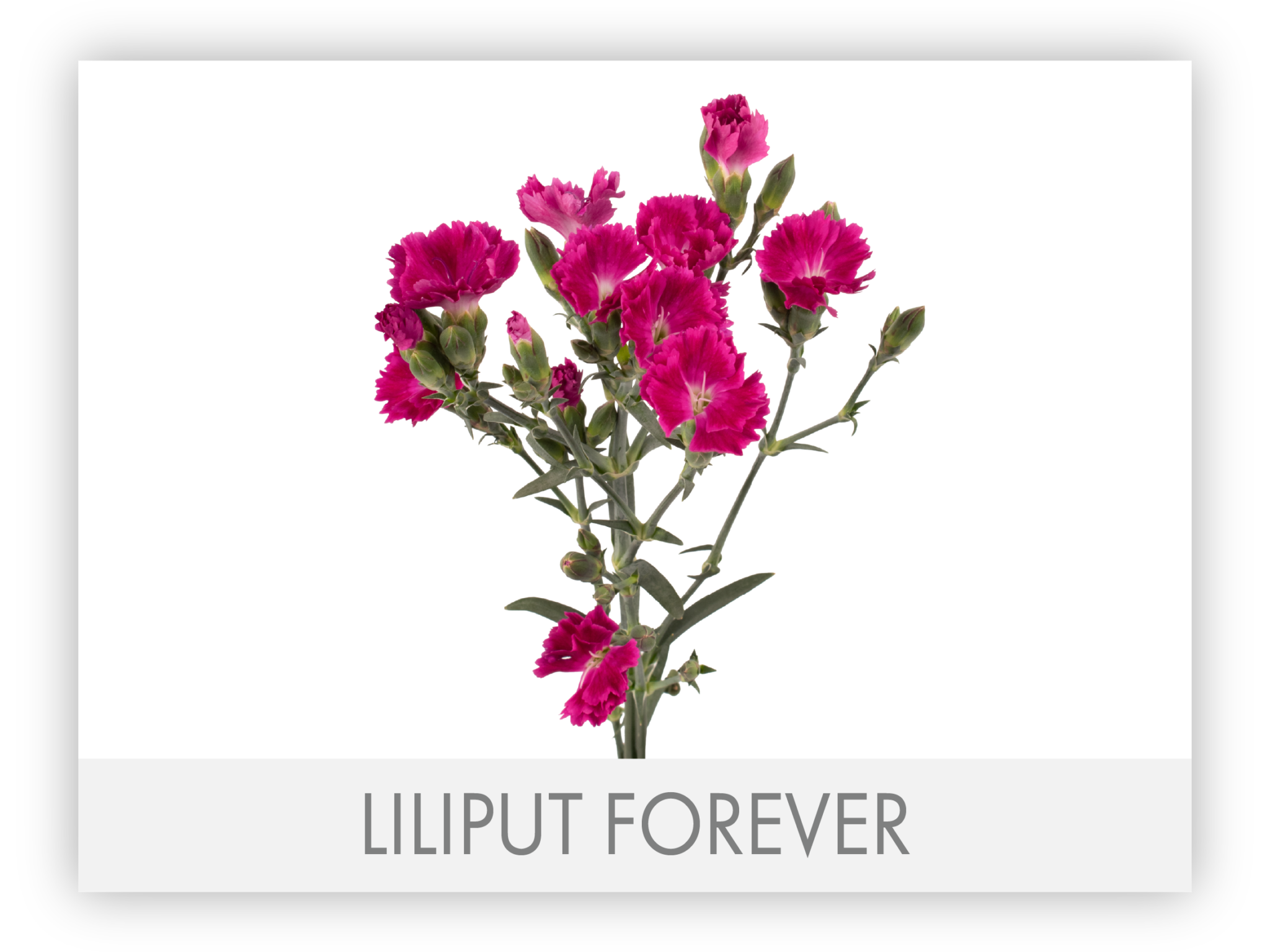 Sparkz Gallery – The Queen's Flowers