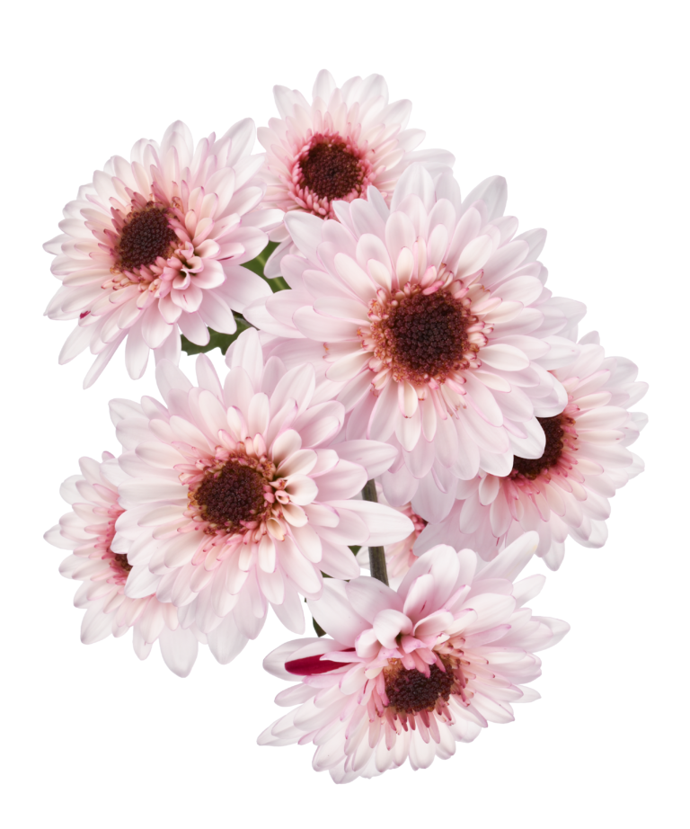 Pompon Tulum – The Queen's Flowers