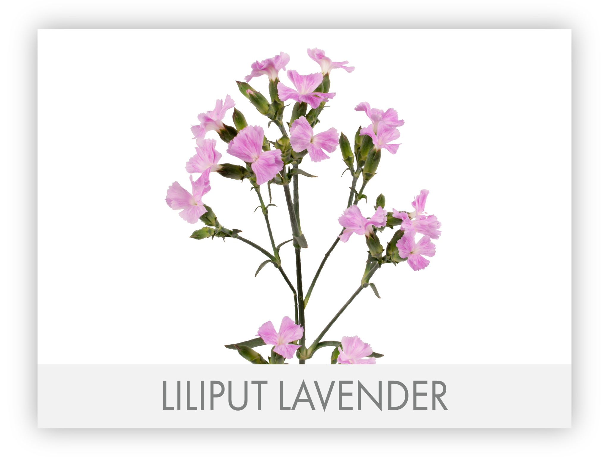 Sparkz Gallery – The Queen's Flowers