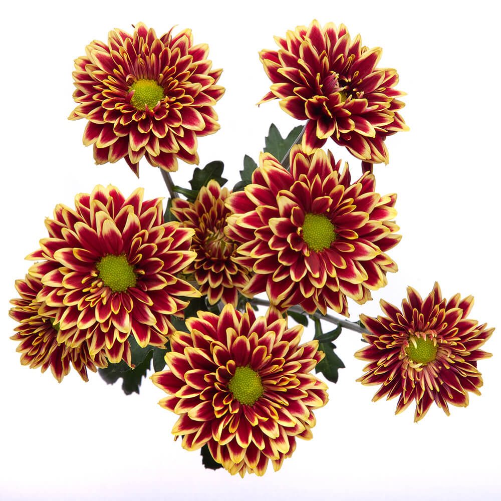Pompon Amethyst Yellow – The Queen's Flowers