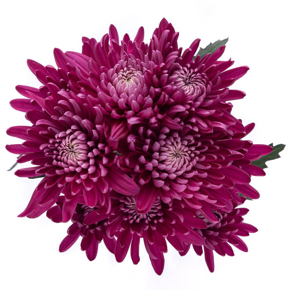 Cremon Andrea | The Queen's Flowers