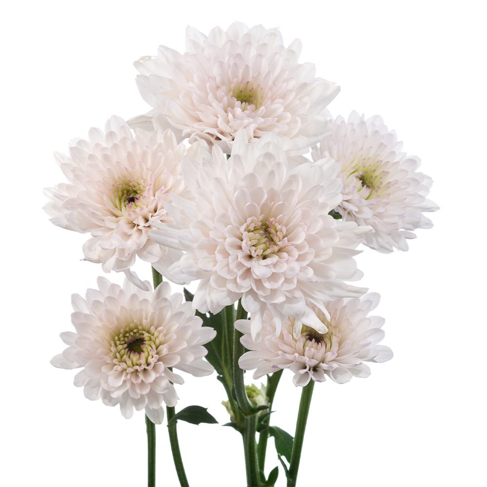 Pompon Candid – The Queen's Flowers