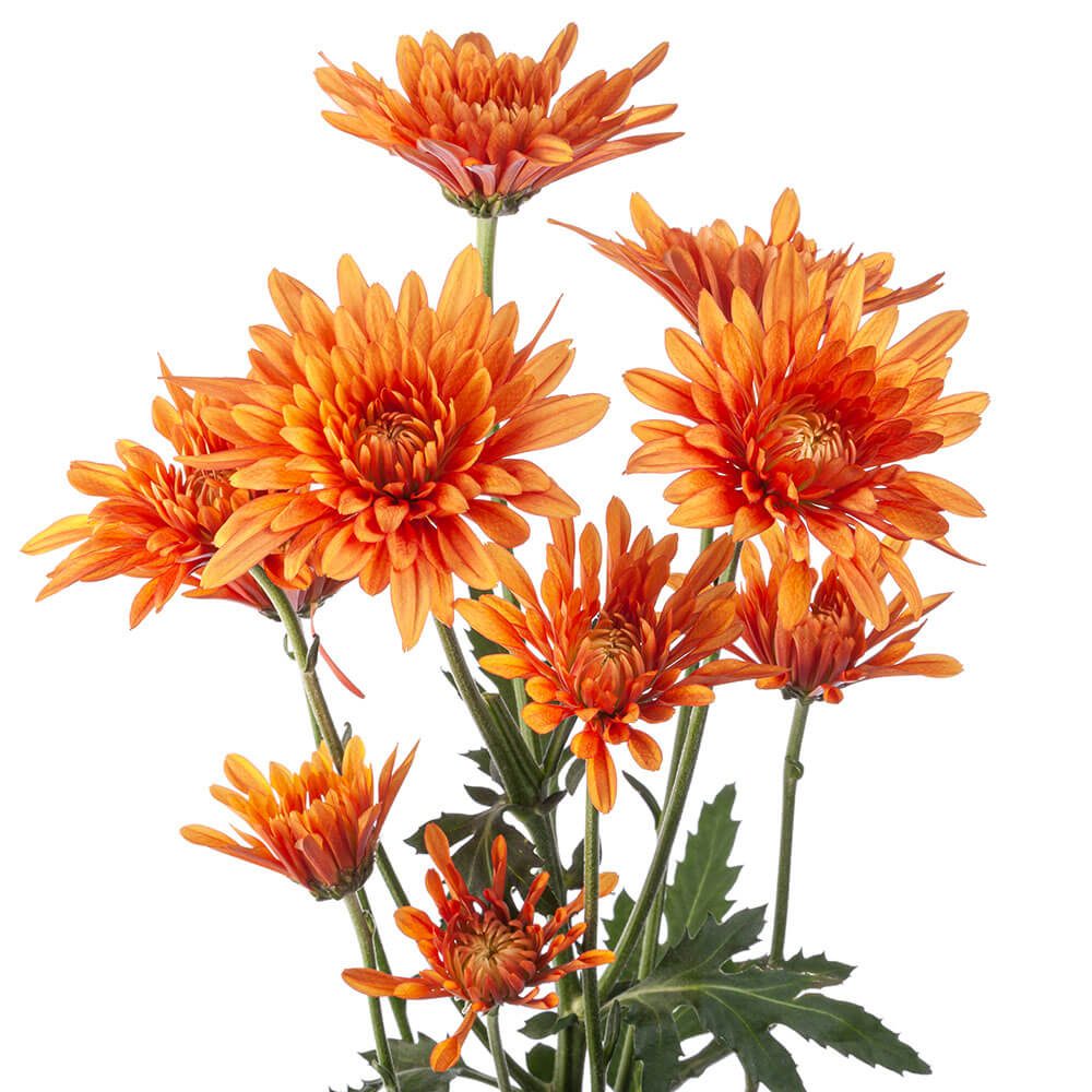 Cremon Copper – The Queen's Flowers