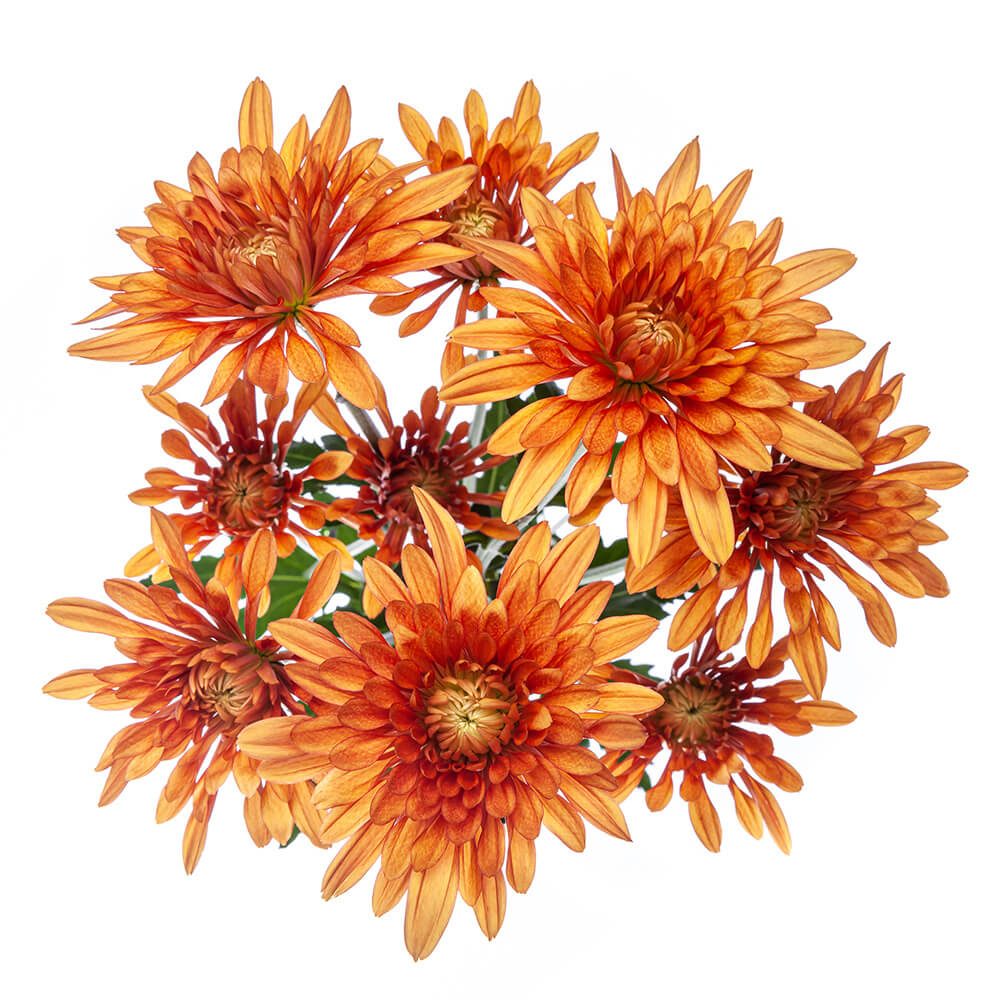 Pompon Copper – The Queen's Flowers