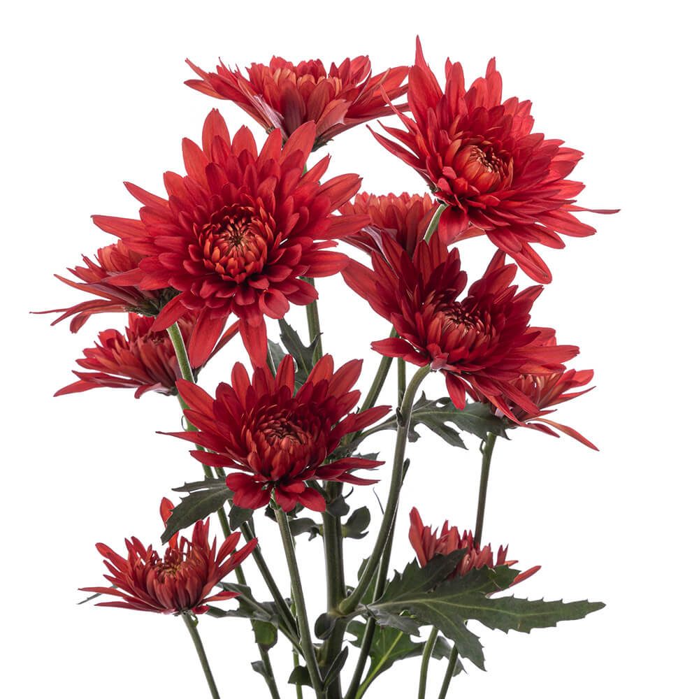 Pompon Dark Copper – The Queen's Flowers