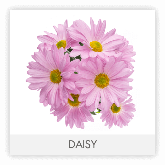 Pompons | The Queen's Flowers