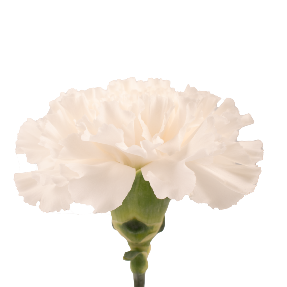 Carnation Diamante – The Queen's Flowers