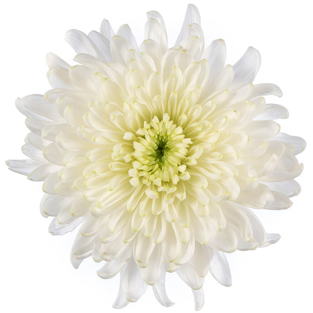 Super Mum Everest – The Queen's Flowers