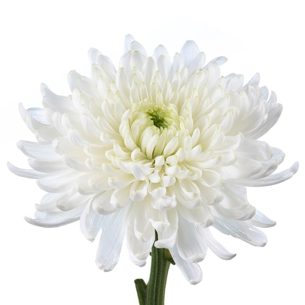 Super Mum Everest – The Queen's Flowers