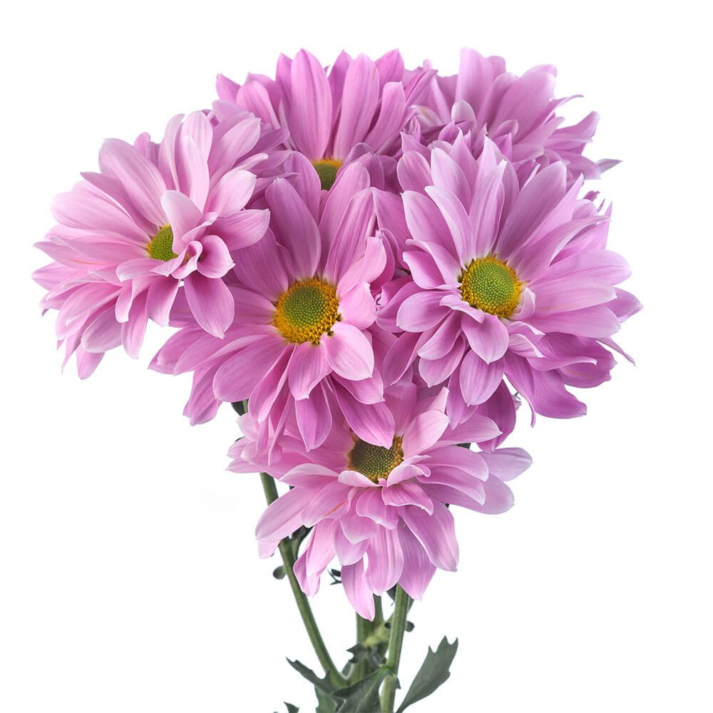 Pompon Keira – The Queen's Flowers