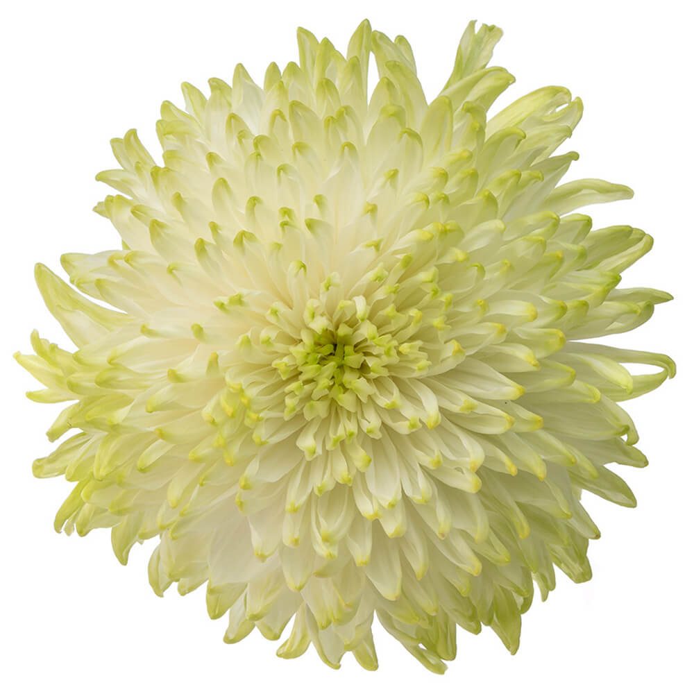 Super Mum Menta – The Queen's Flowers