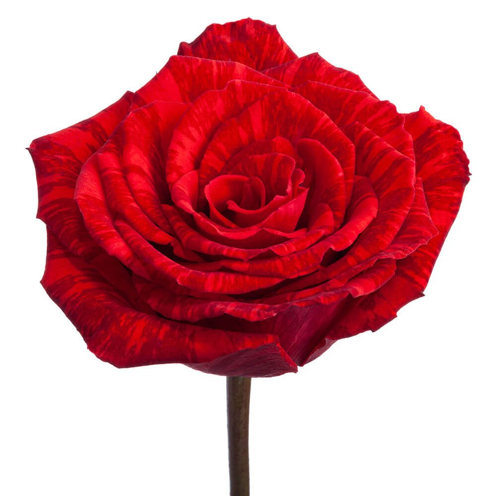 Rose Red Intuition – The Queen's Flowers