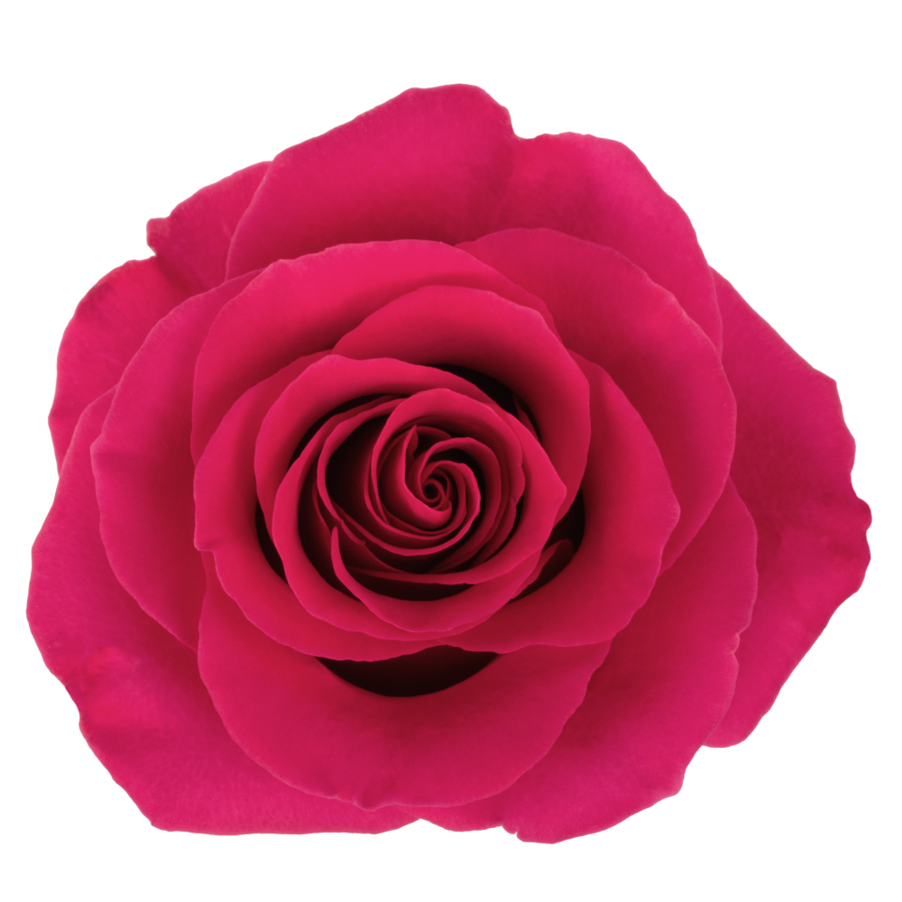 Rose Tina – The Queen's Flowers