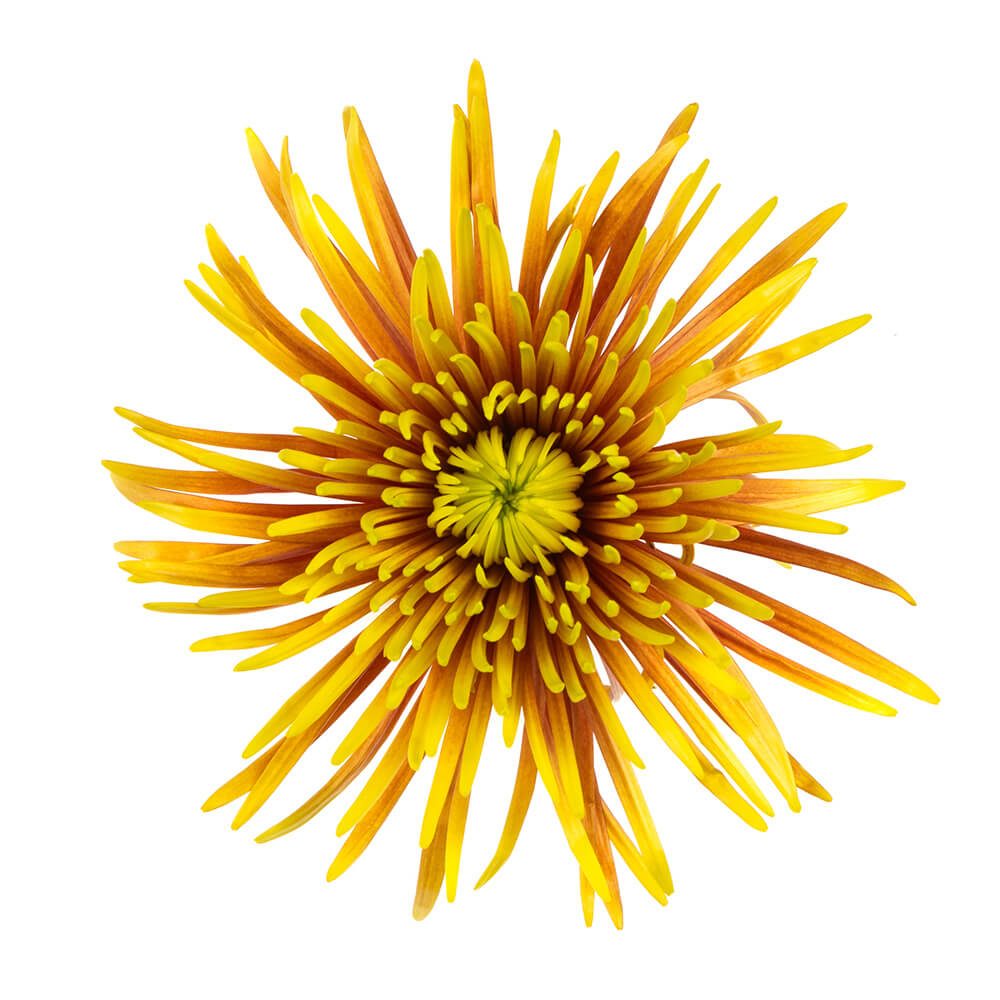 Spider Saffina – The Queen's Flowers