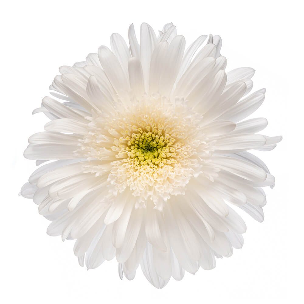 Cremon Snow Eleonora – The Queen's Flowers