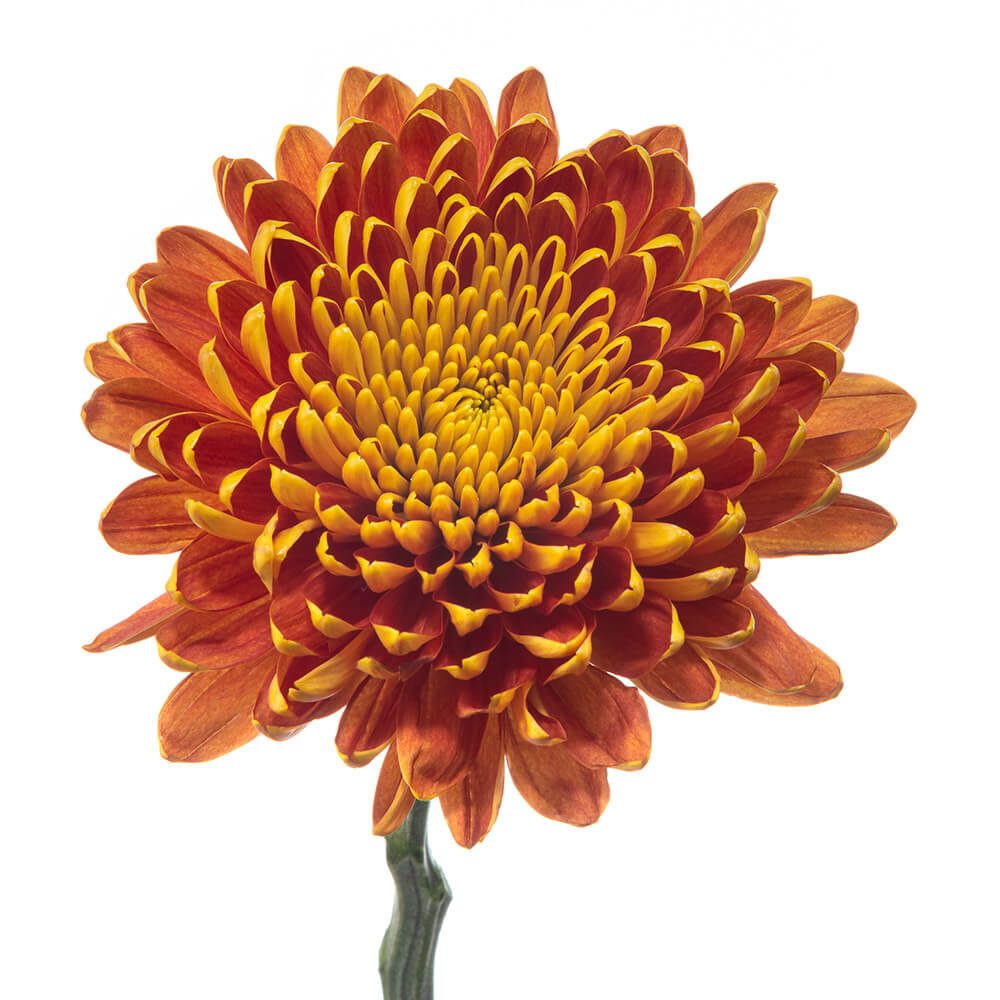 Cremon Solemio – The Queen's Flowers