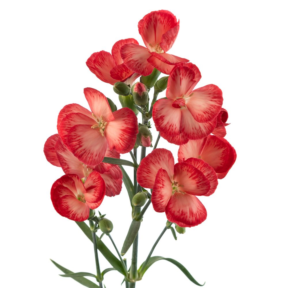 Sparkz Solomio Esli – The Queen's Flowers